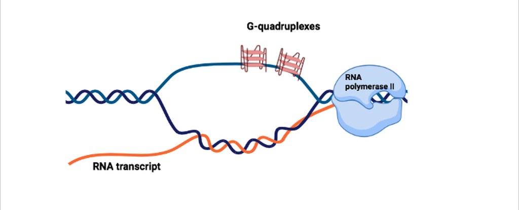 Laboratory of Cancer Genome Instability — DNA topoisomerases, non-B DNA ...