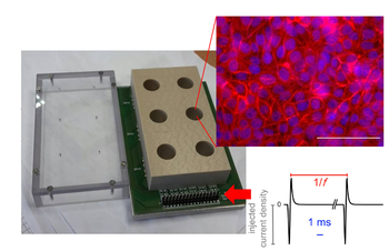 Bioelectronics — Semiconductor Physics Group